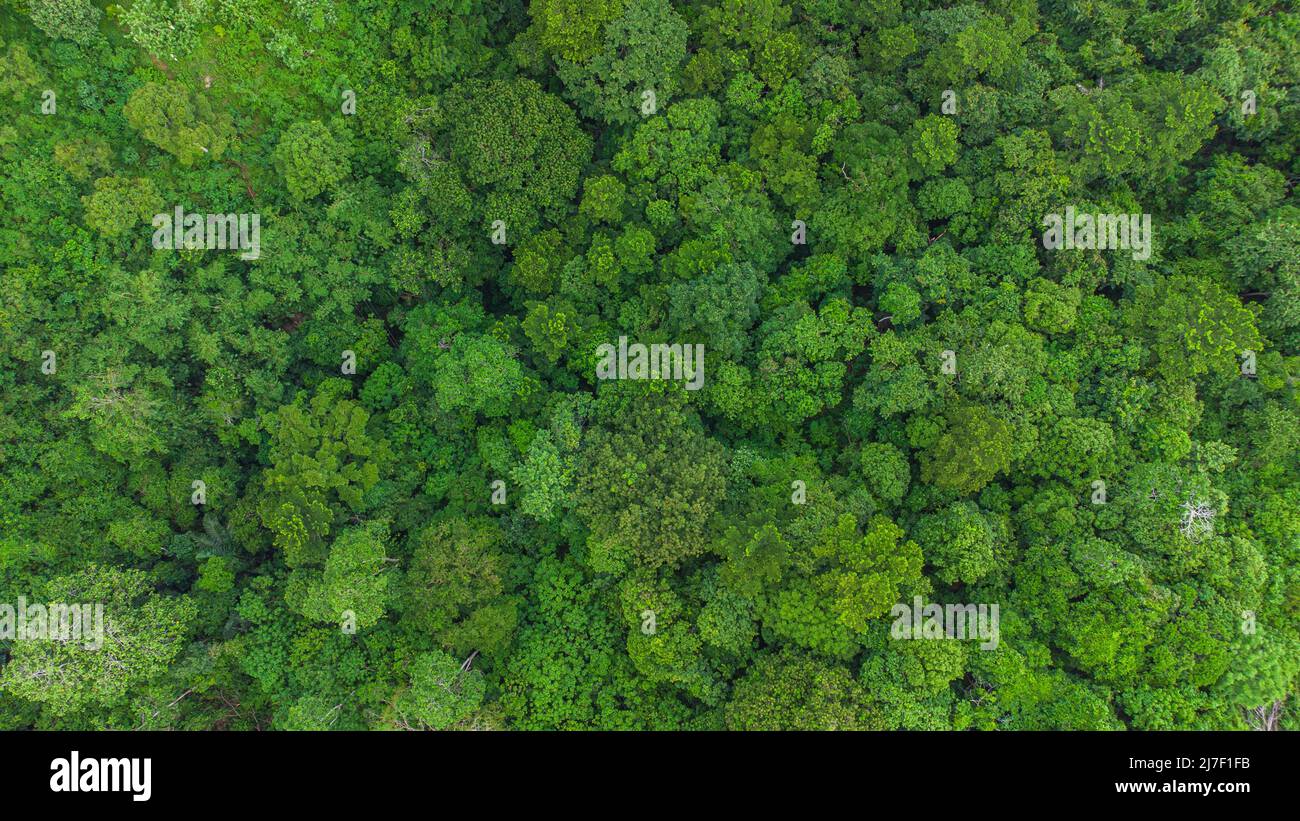 Aerial view of tropical forest, Aceh Besar, Aceh Stock Photo - Alamy