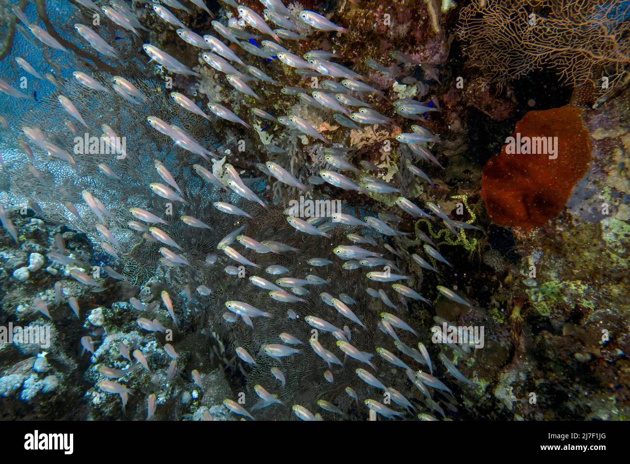 Pygmy Sweepers aka Glassfish (parapriacanthus ransonneti) in the Red ...