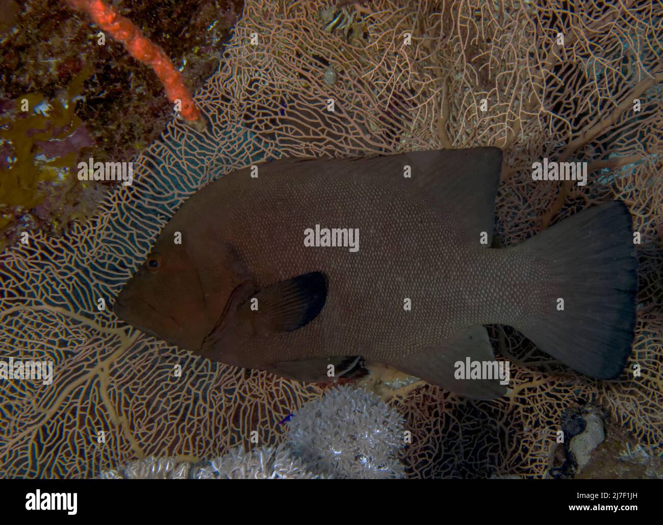 A Redmouth Grouper (Aethaloperca rogaa) in the Red Sea, Egypt Stock ...