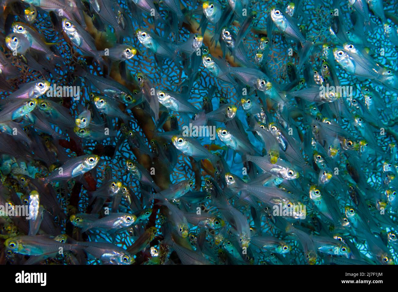 Glassfish background hi-res stock photography and images - Alamy