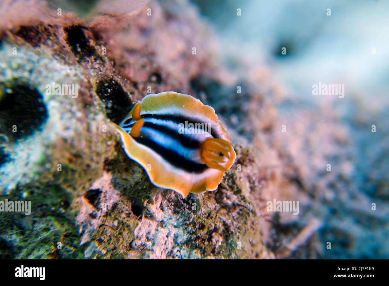 A Pyjama Nudibranch (Chromodoris Quadcolour) in the Red Sea, Egypt ...