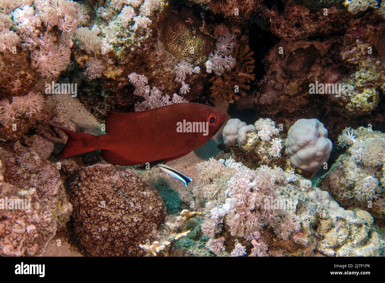 A Lunar Bigeye (Priacanthus hamrur) in the Red Sea, Egypt Stock Photo ...