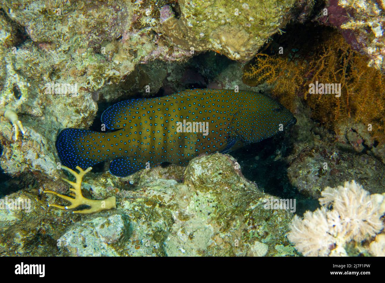 A Peacock Grouper (Cephalopholis argus) in the Red Sea, Egypt Stock ...