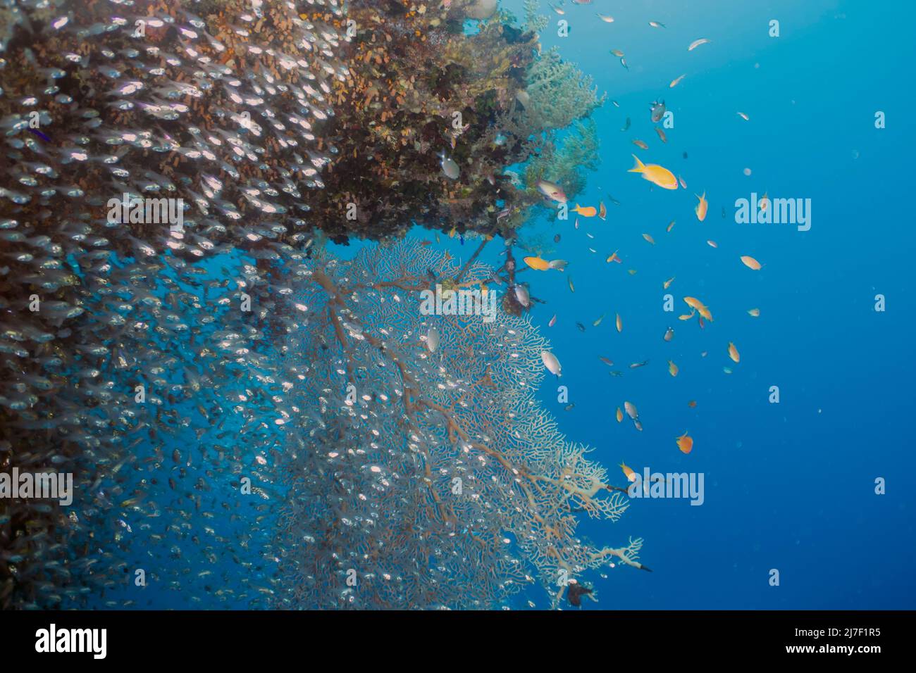 Pygmy Sweepers aka Glassfish (parapriacanthus ransonneti) in the Red ...