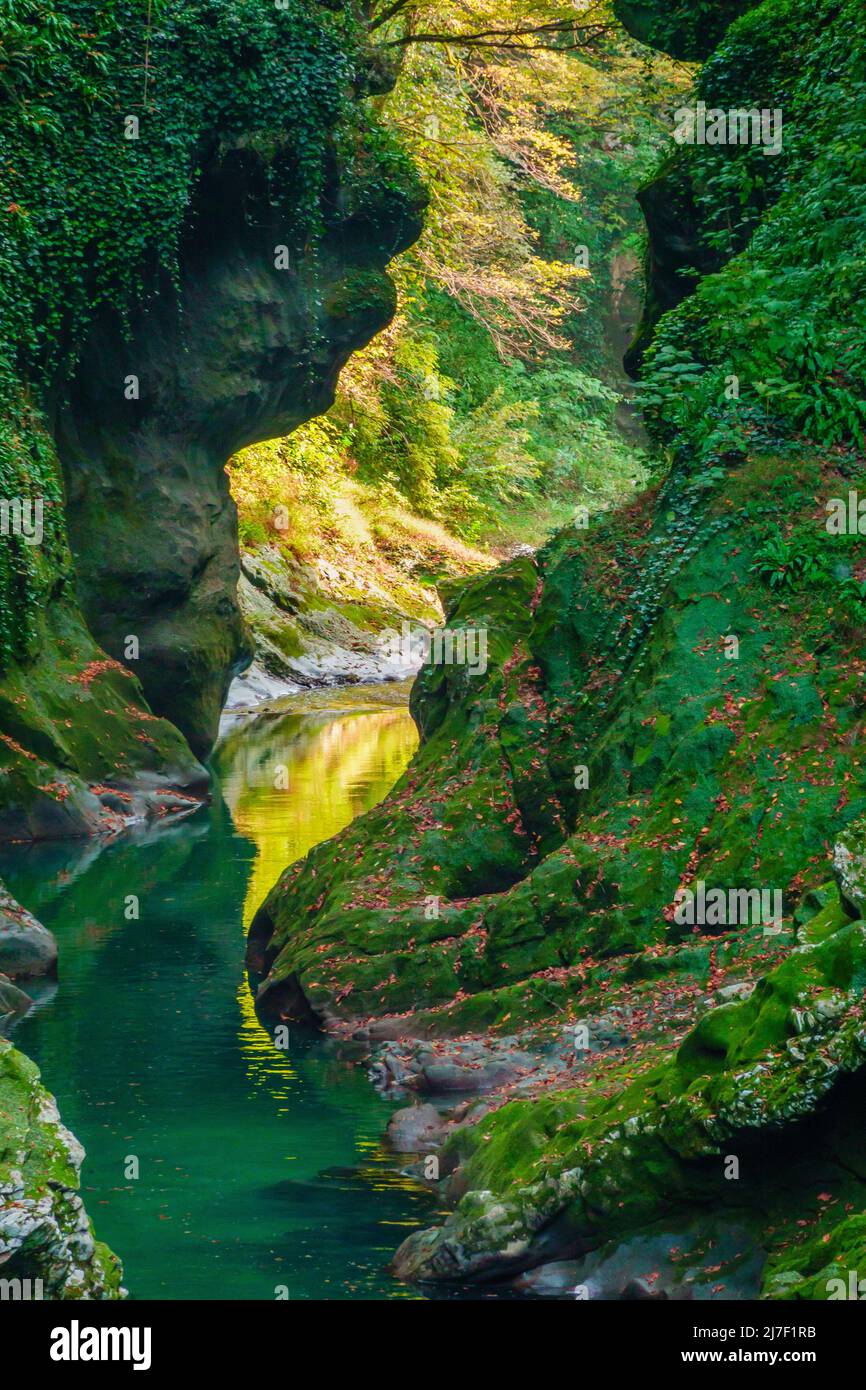 Green ravine with calm stream Stock Photo - Alamy