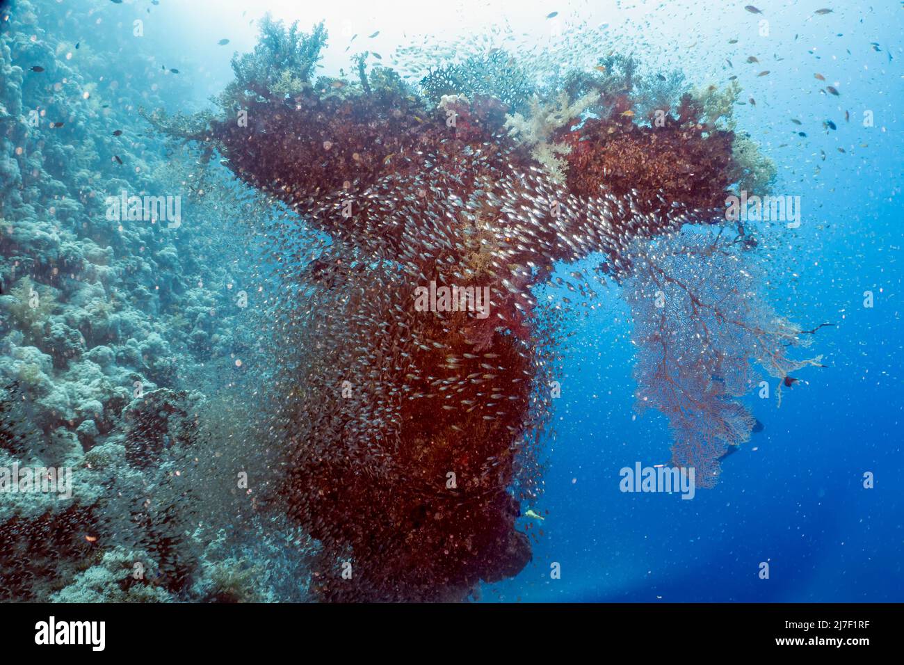 Pygmy Sweepers aka Glassfish (parapriacanthus ransonneti) in the Red ...