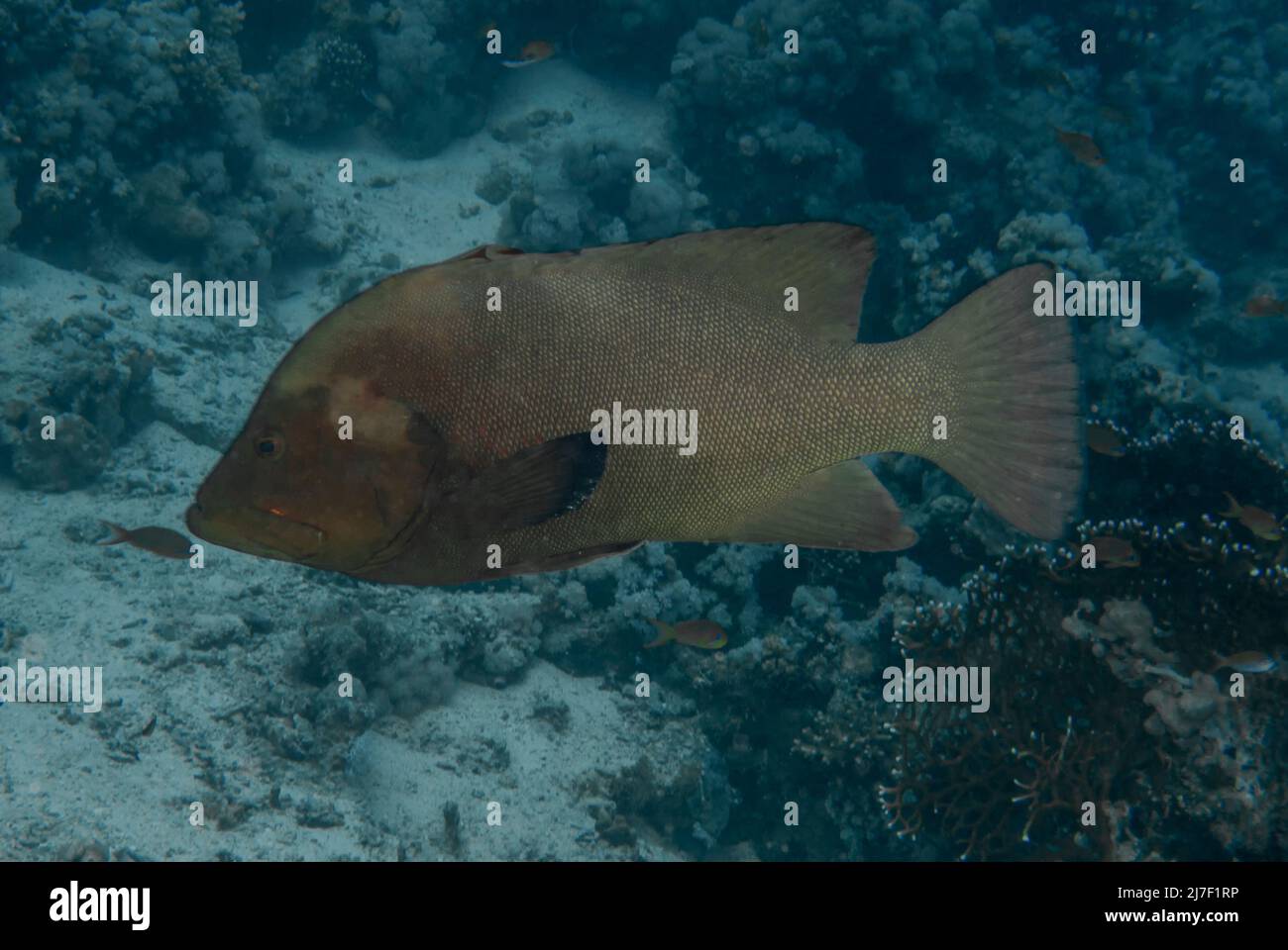 A Redmouth Grouper (Aethaloperca rogaa) in the Red Sea, Egypt Stock ...