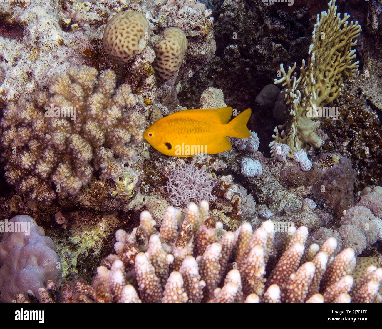 A Lemon Damsel (Amblyglyphidodon aureus) in the Red Sea, Egypt Stock ...