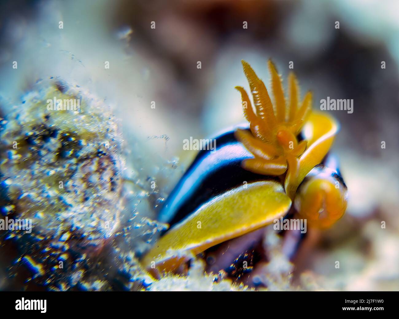 A Pyjama Nudibranch (Chromodoris Quadcolour) in the Red Sea, Egypt ...