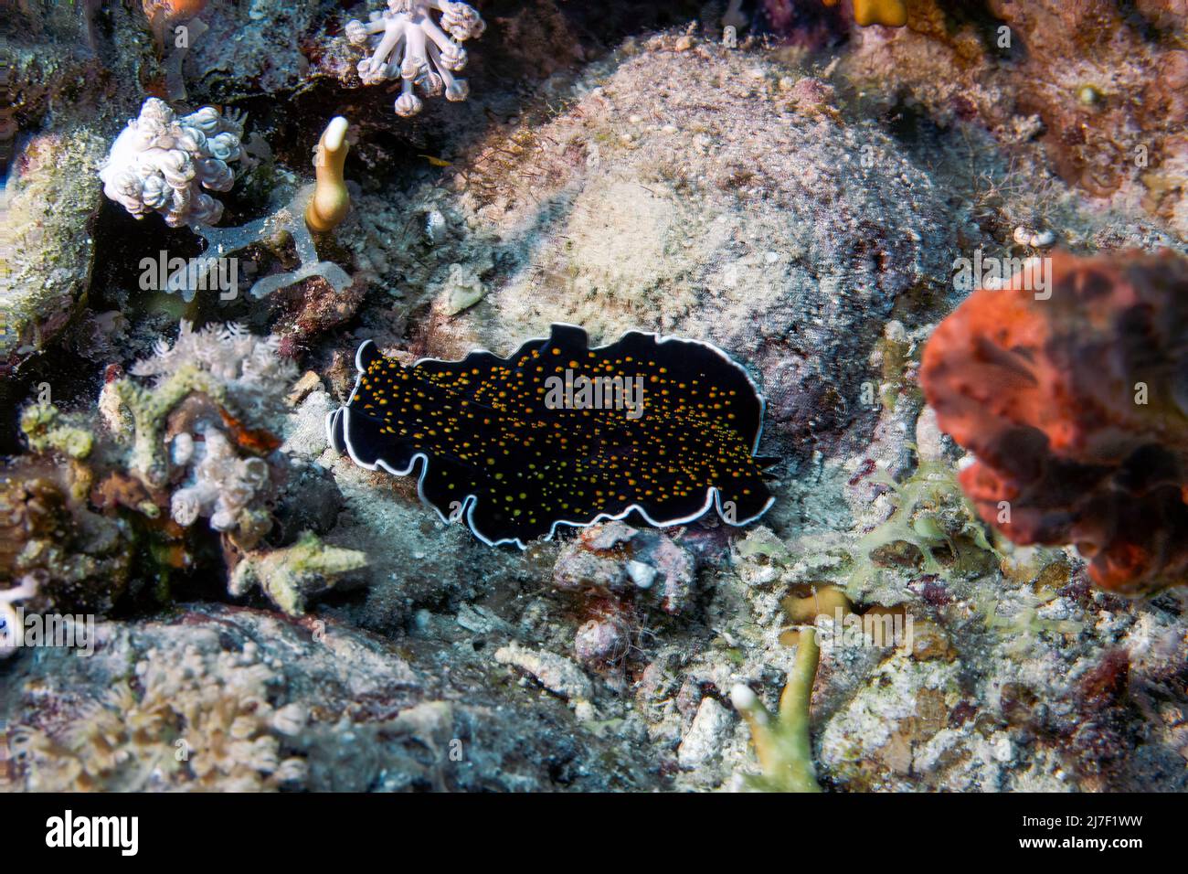 Gold spotted flatworm hi-res stock photography and images - Alamy