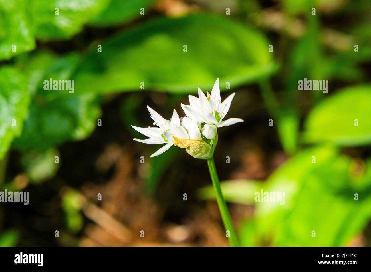 The wild Allium ursinum (known as Bear's Garlic, ramsons, buckrams ...