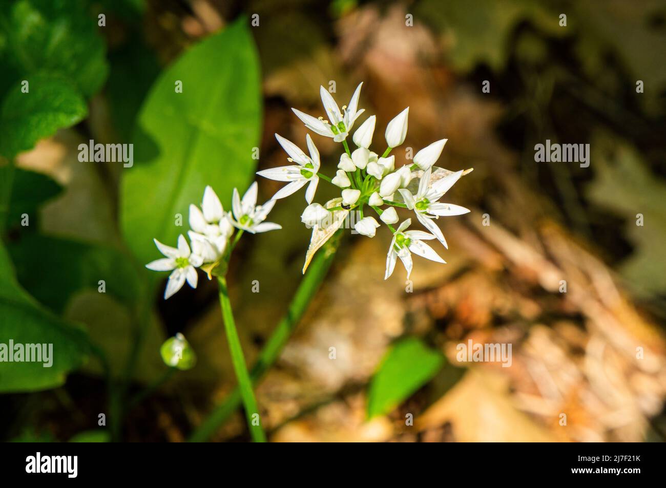The wild Allium ursinum (known as Bear's Garlic, ramsons, buckrams ...
