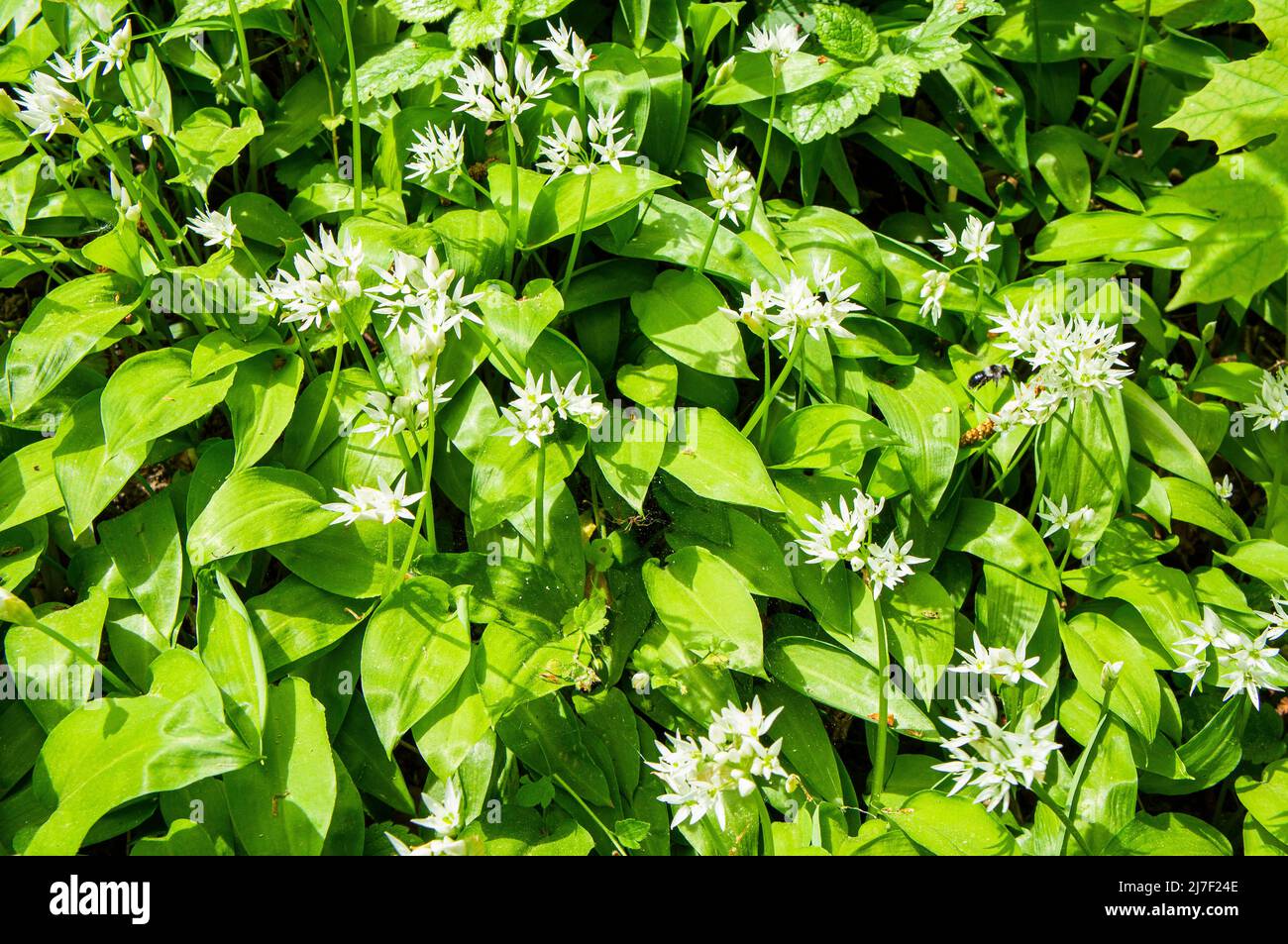The wild Allium ursinum (known as Bear's Garlic, ramsons, buckrams ...