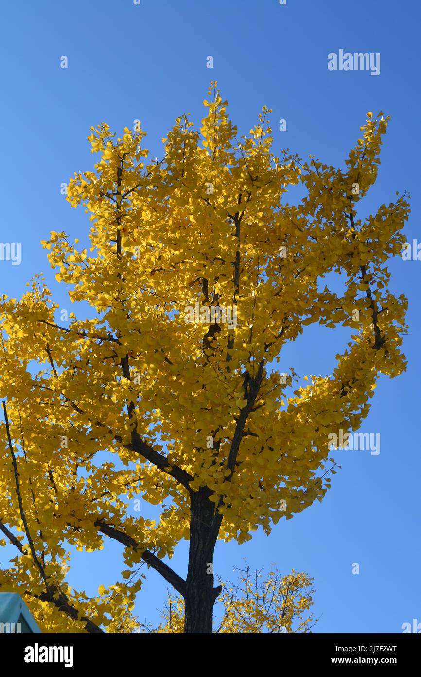 Fallingleaf hi-res stock photography and images - Alamy