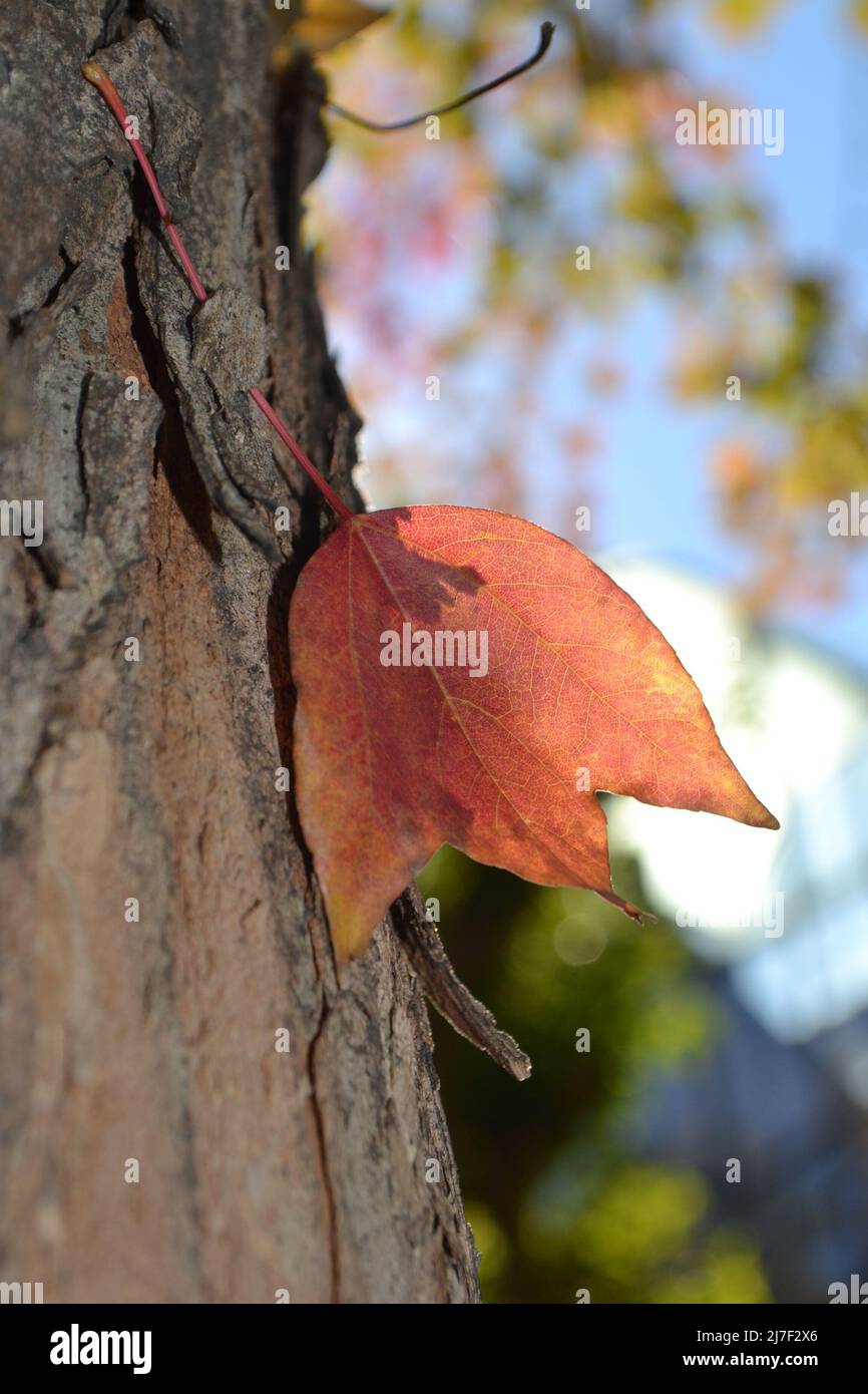 Fallingleaf hi-res stock photography and images - Alamy