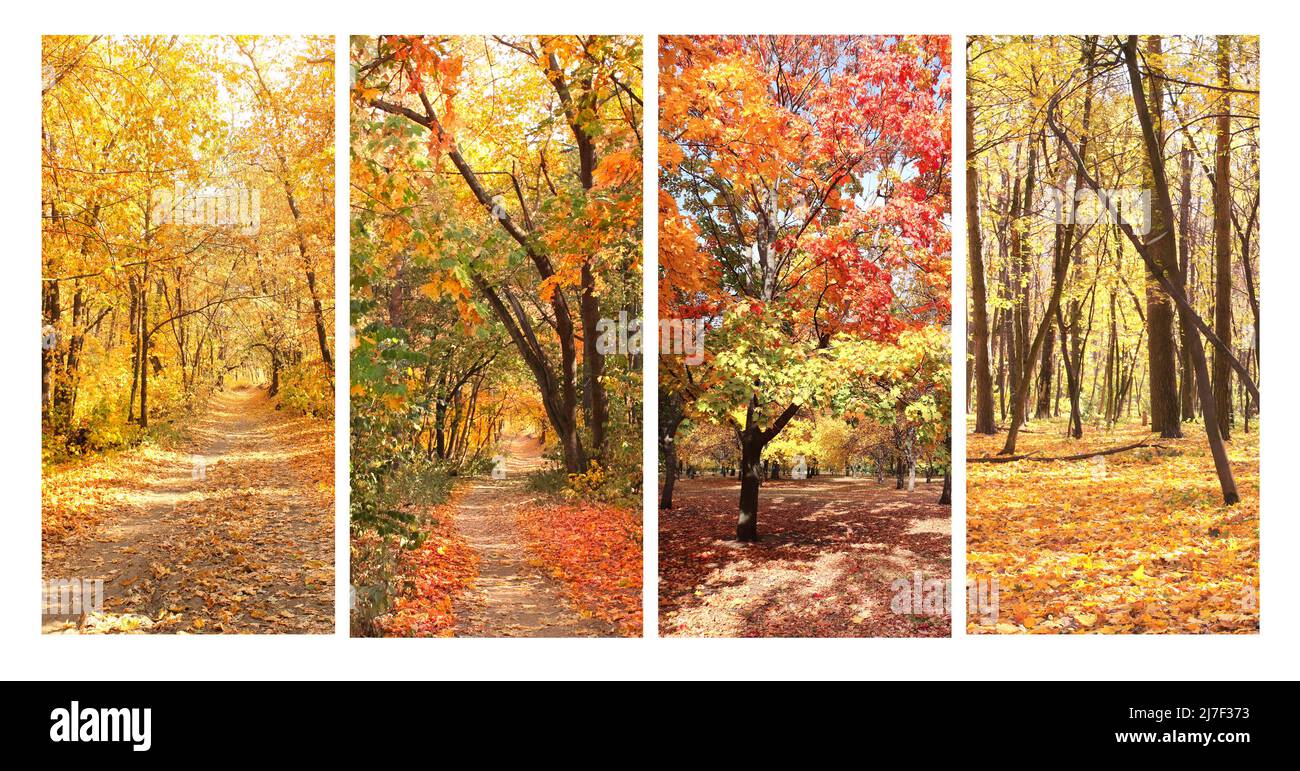 Calm fall season. Set of vertical banners with beautiful landscape and ...