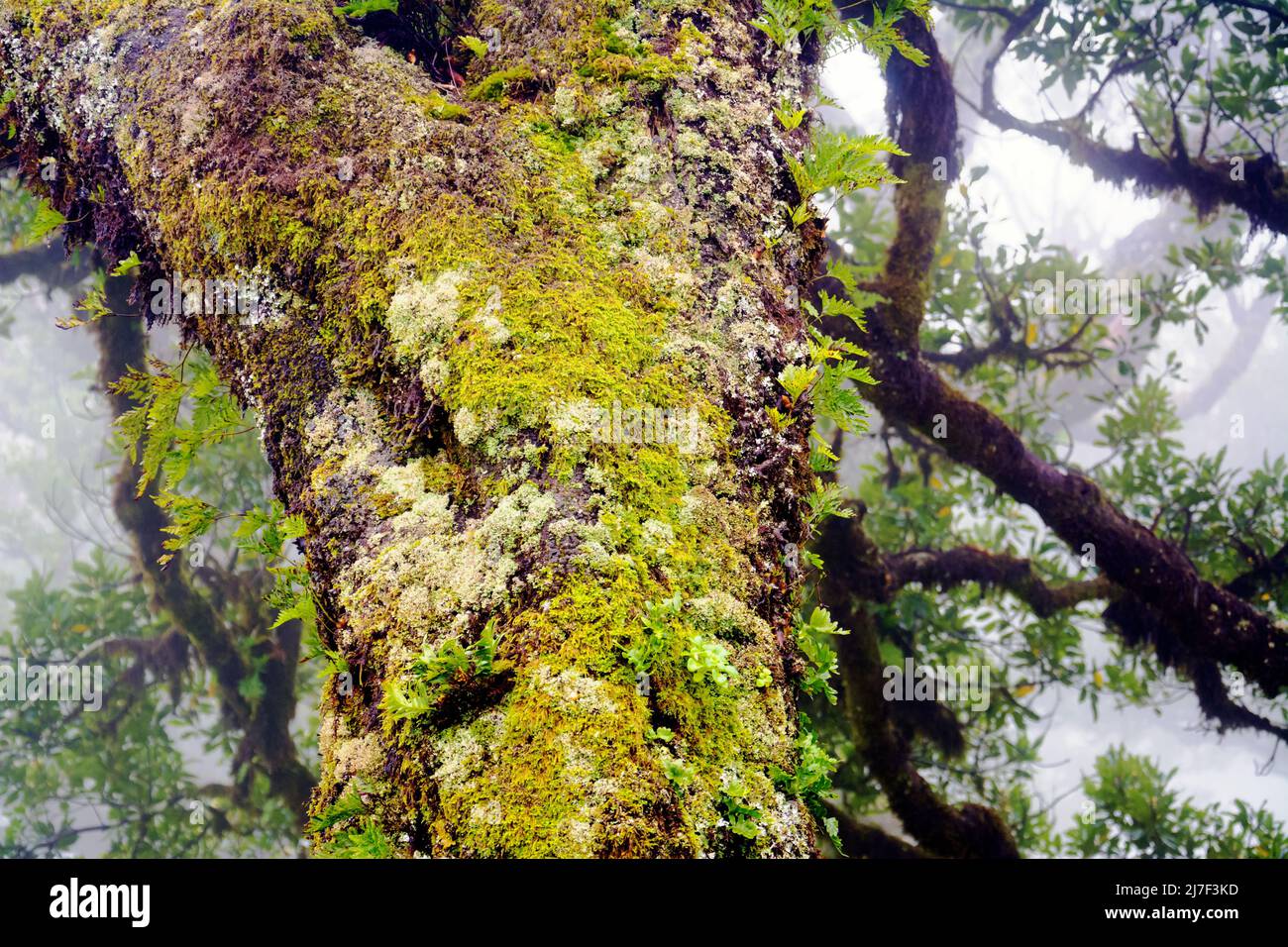 Tree overgrown with moss in the forest. Fairy forest Stock Photo - Alamy
