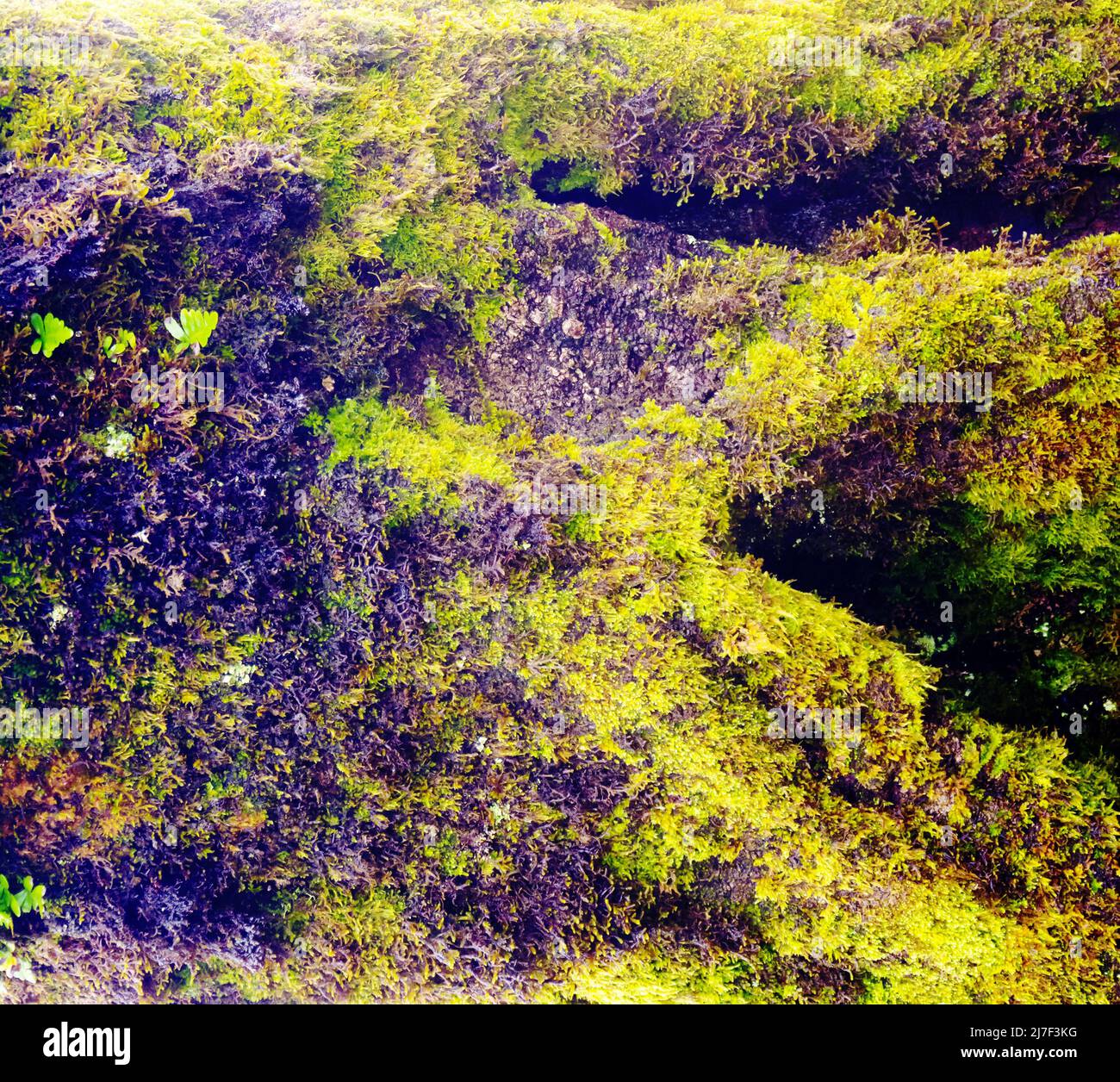 Green moss cover on tree bark background. Close- up moss texture on ...