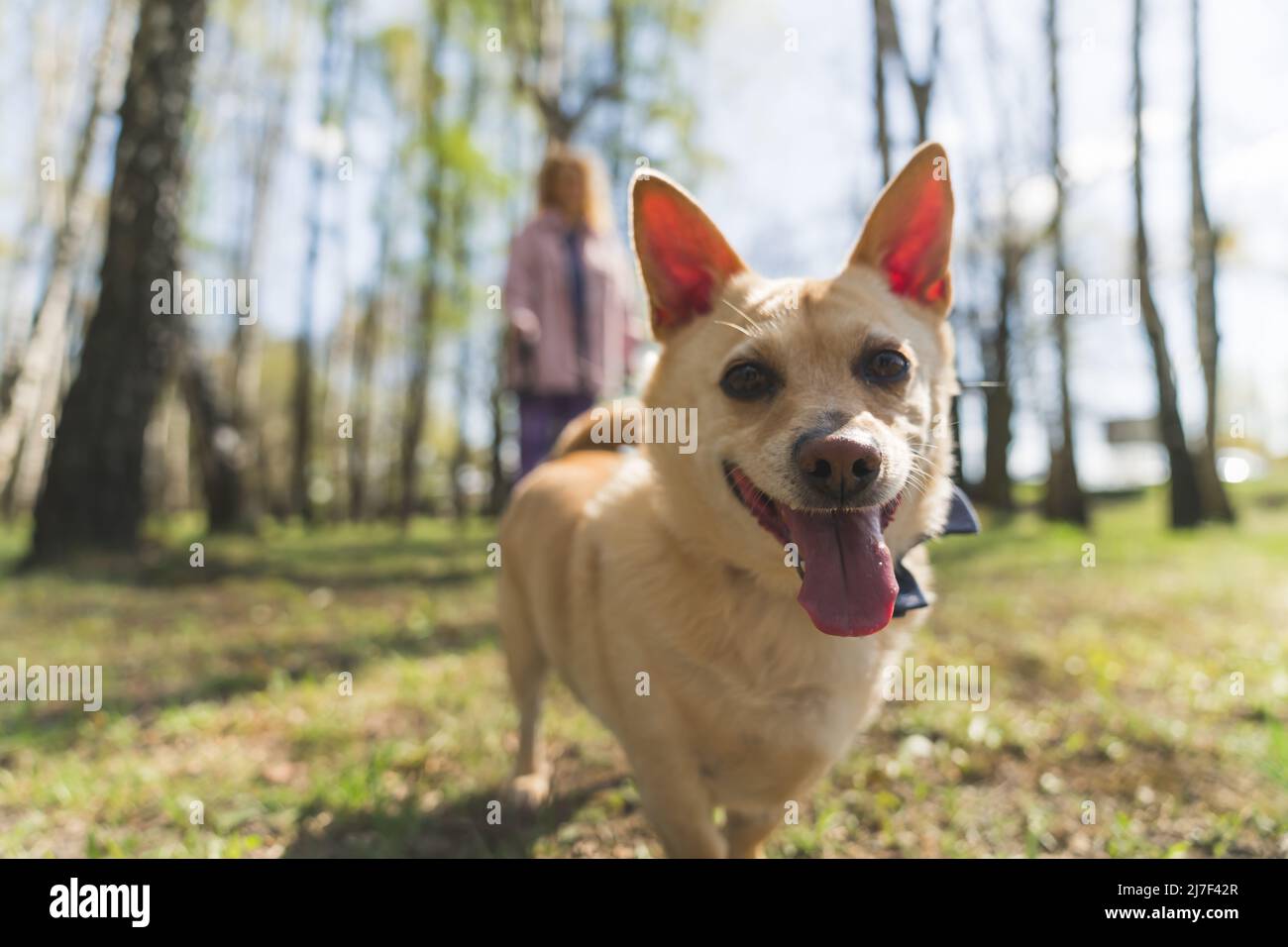 What Dogs Have Stand Up Ears