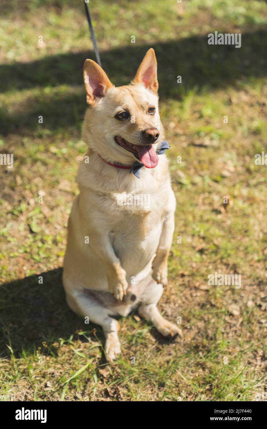 Breeded dog hi-res stock photography and images - Alamy