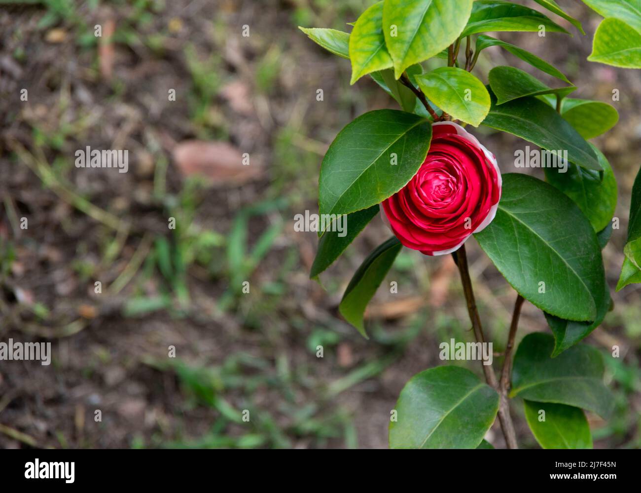 Green effect rose hi-res stock photography and images - Alamy