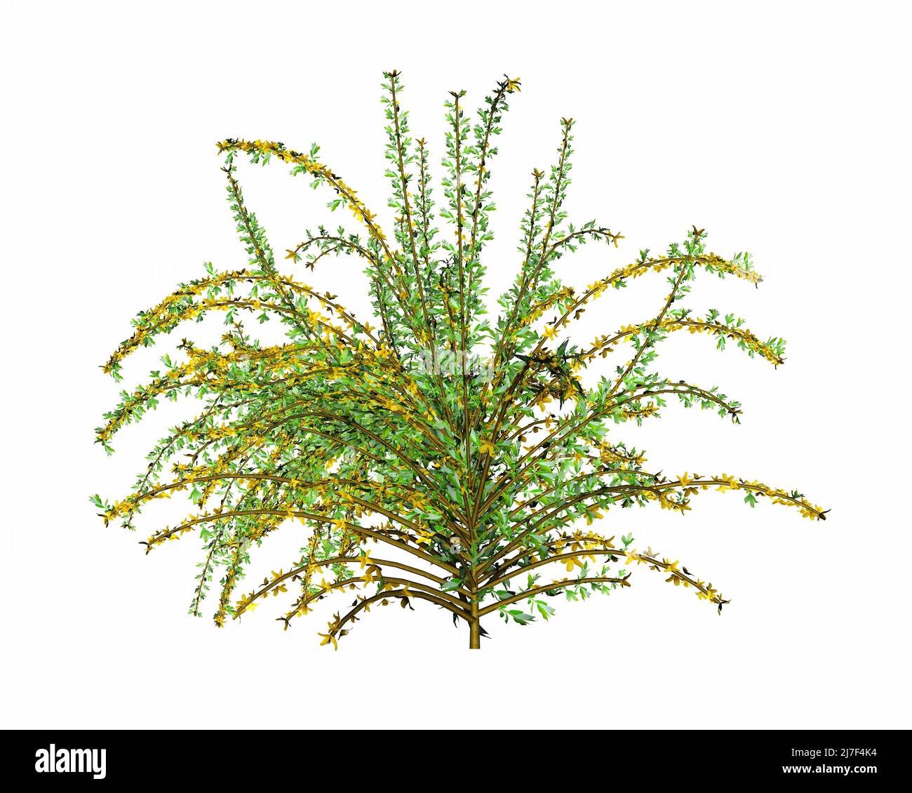 Small bush blooming with yellow flowers - 3D render Stock Photo - Alamy