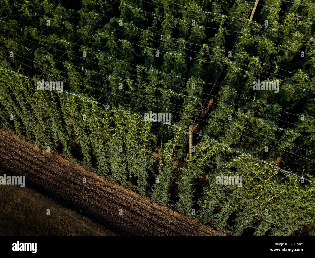 Best czech beer hi-res stock photography and images - Alamy