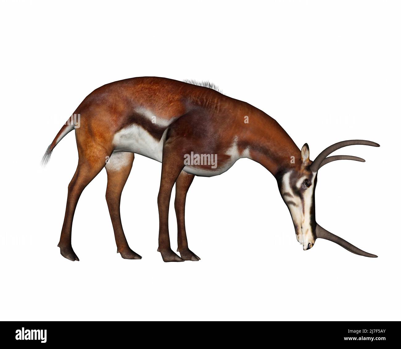 Miocene deer hi-res stock photography and images - Alamy