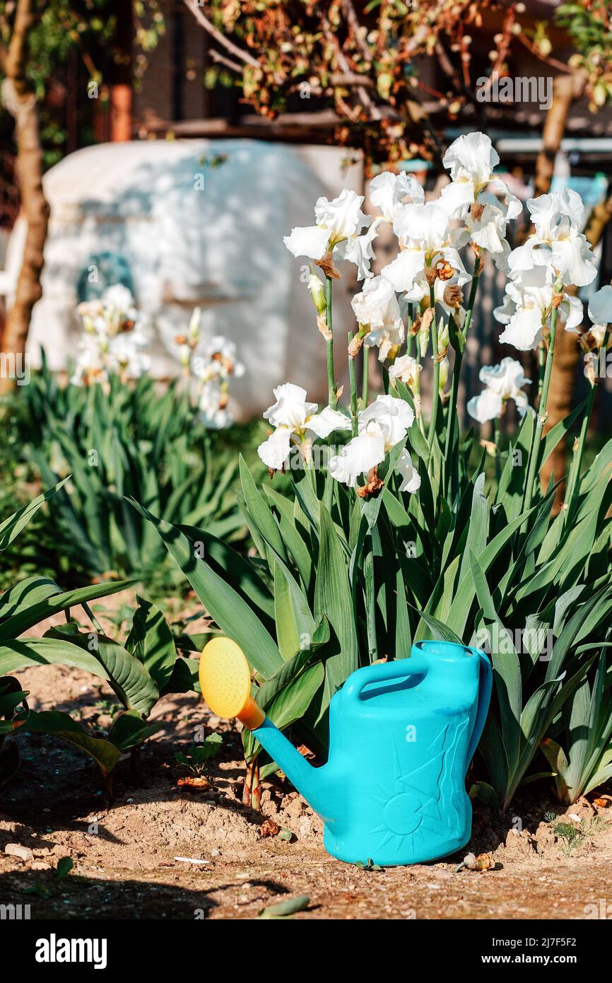 Garden plastic watering can and watering hose, lying at the iris bush ...