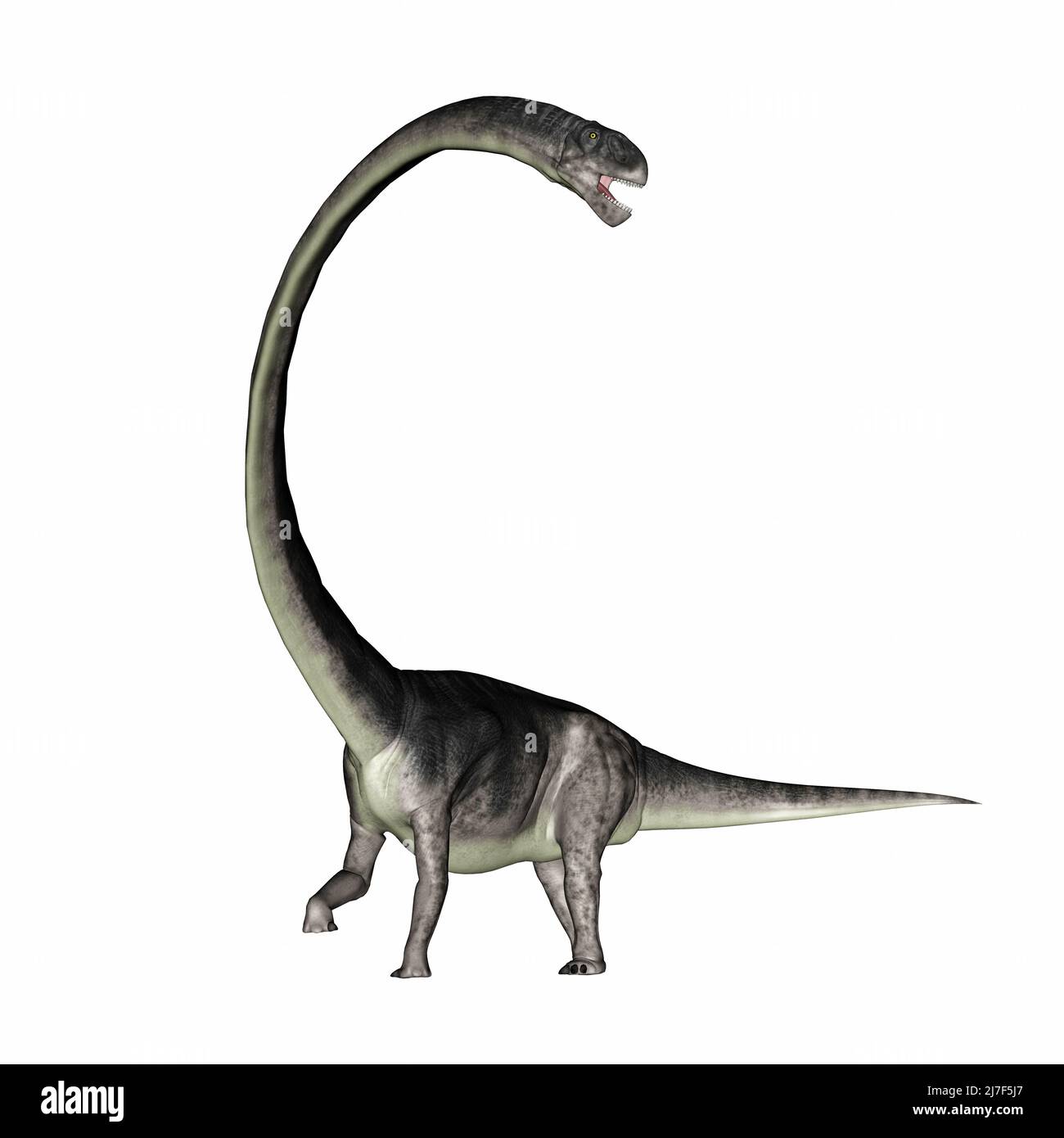 Omeisaurus dinosaur roaring with its long neck - 3D render Stock Photo ...