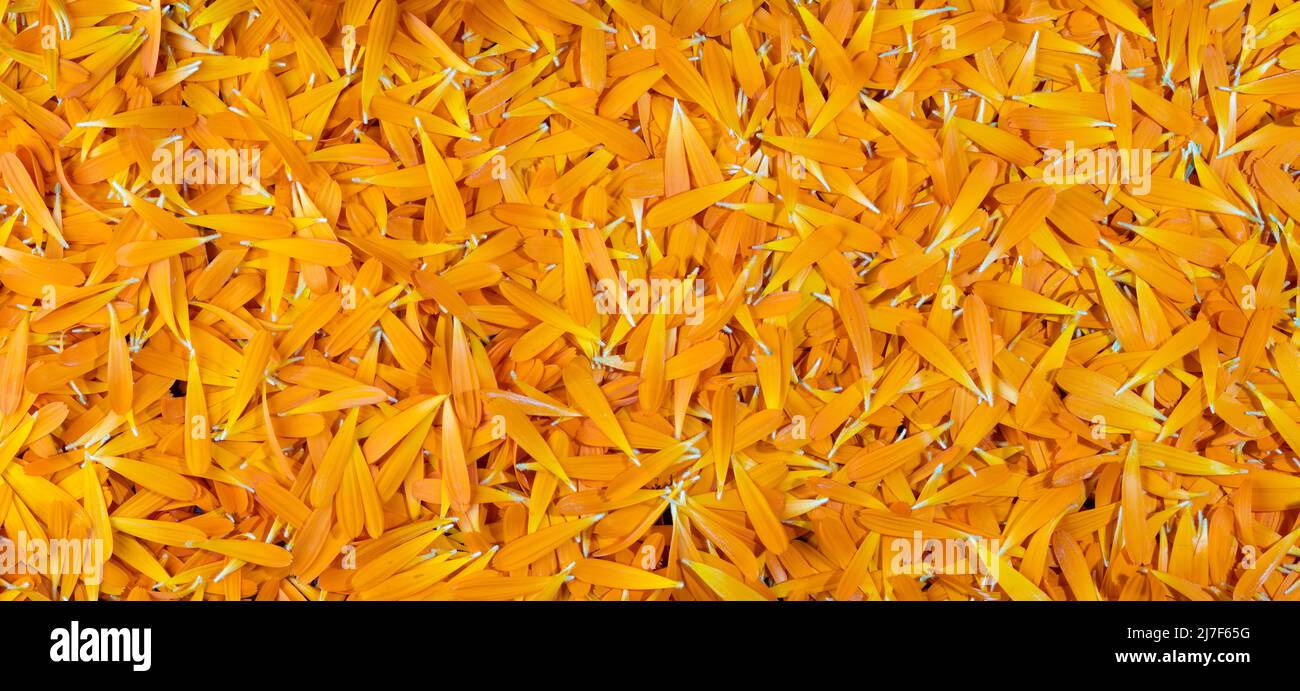 Calendula flower. The texture of the leaves of calendula flower ...