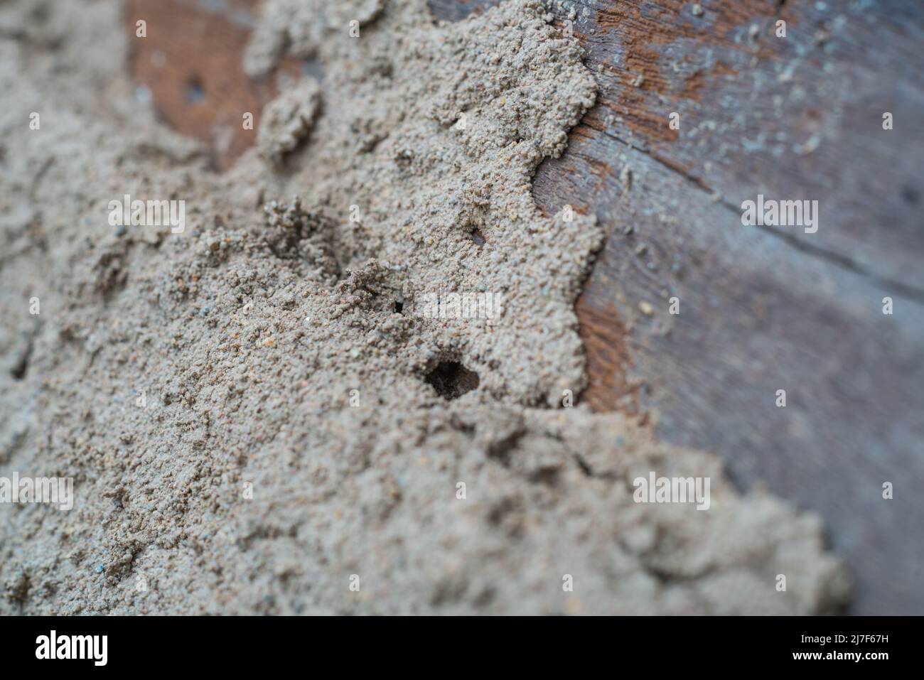 Wood destroying insect hi-res stock photography and images - Alamy