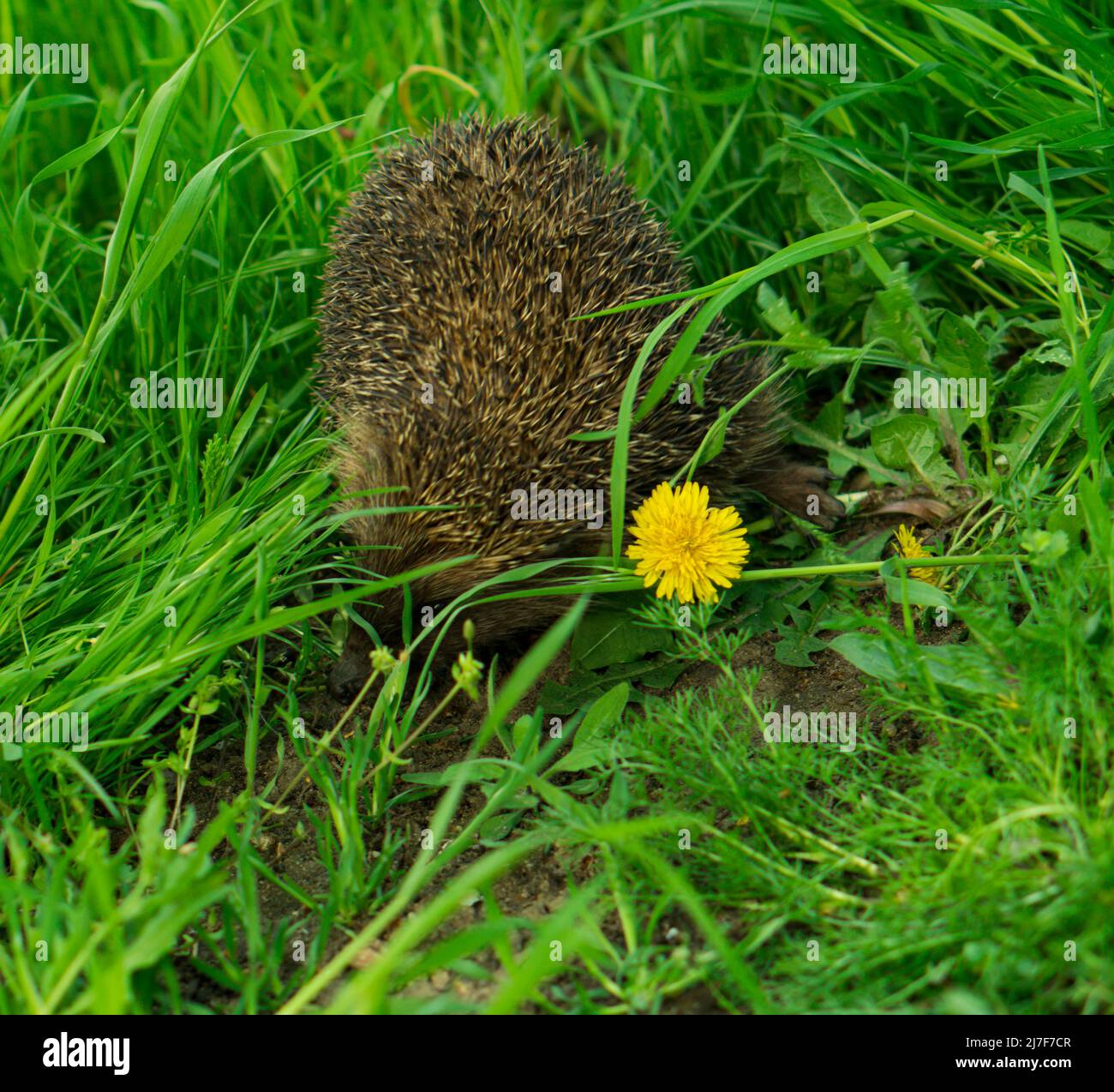 hedgehog, mammals small animal hides in herbaceous plants Stock Photo ...