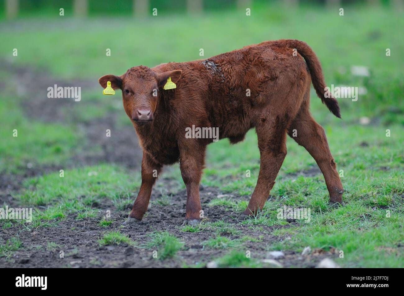 Devon red calf hi-res stock photography and images - Alamy