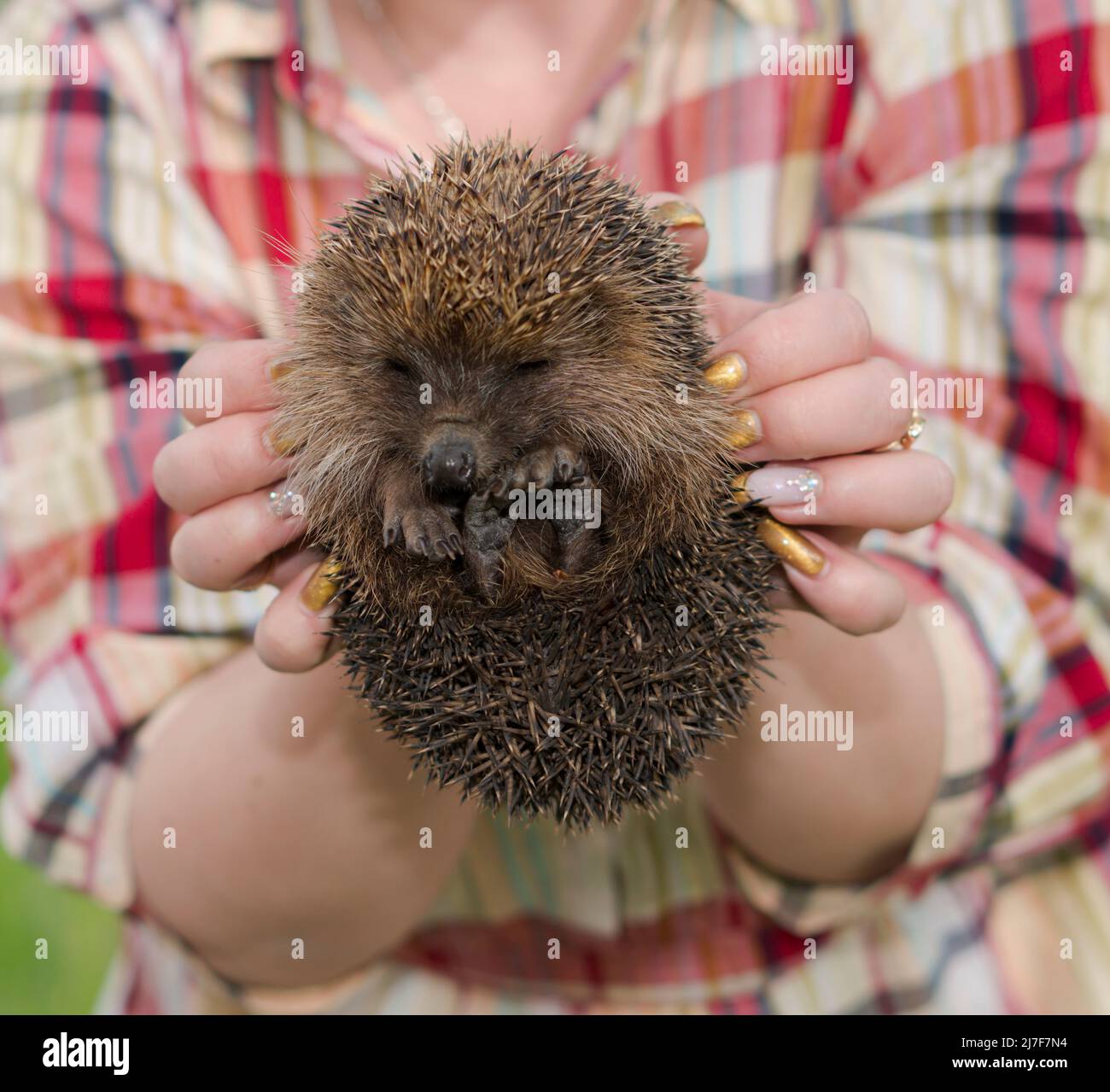 hedgehog, mammals small animal hides in herbaceous plants Stock Photo ...