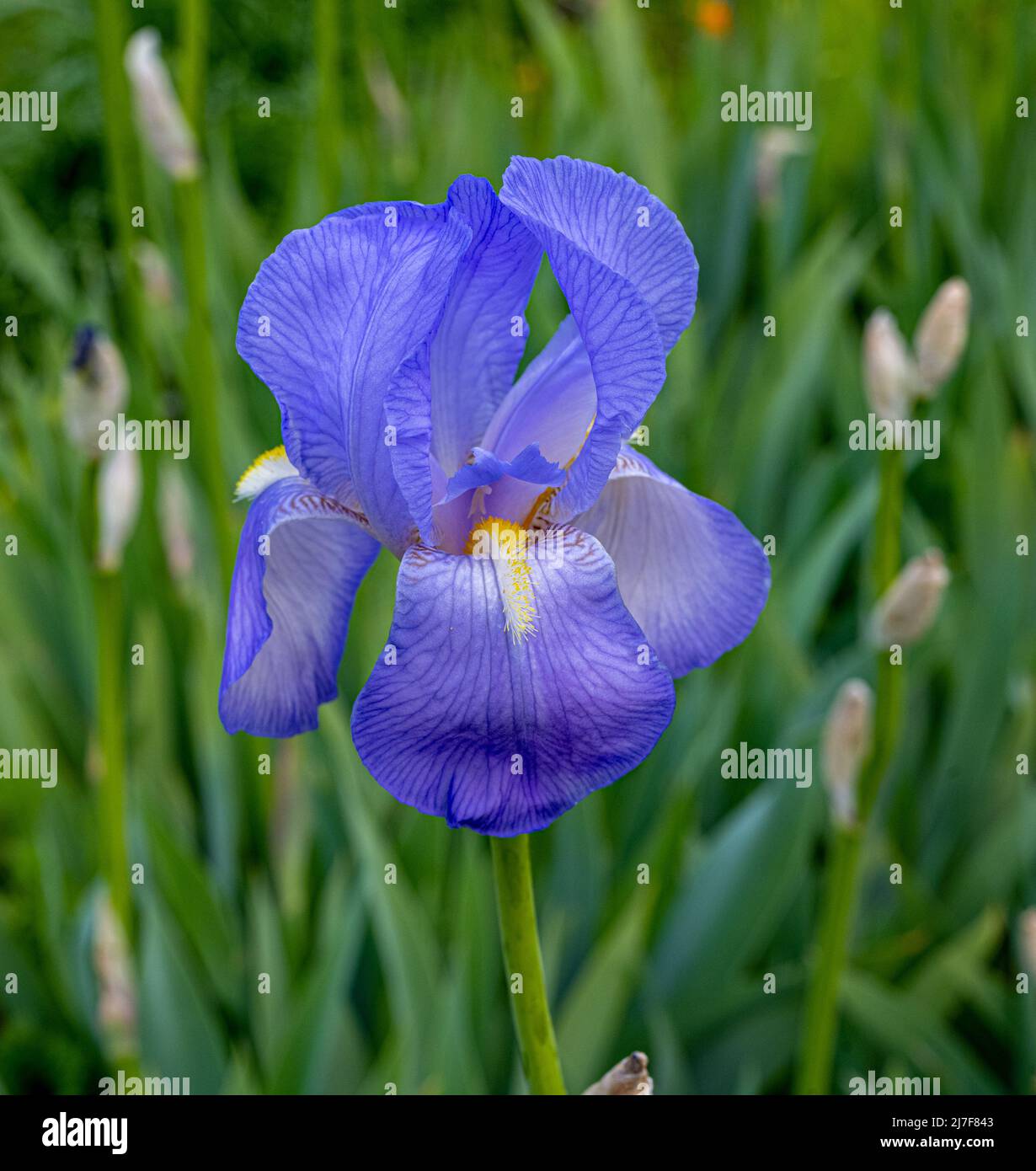 Sweet iris hi-res stock photography and images - Alamy