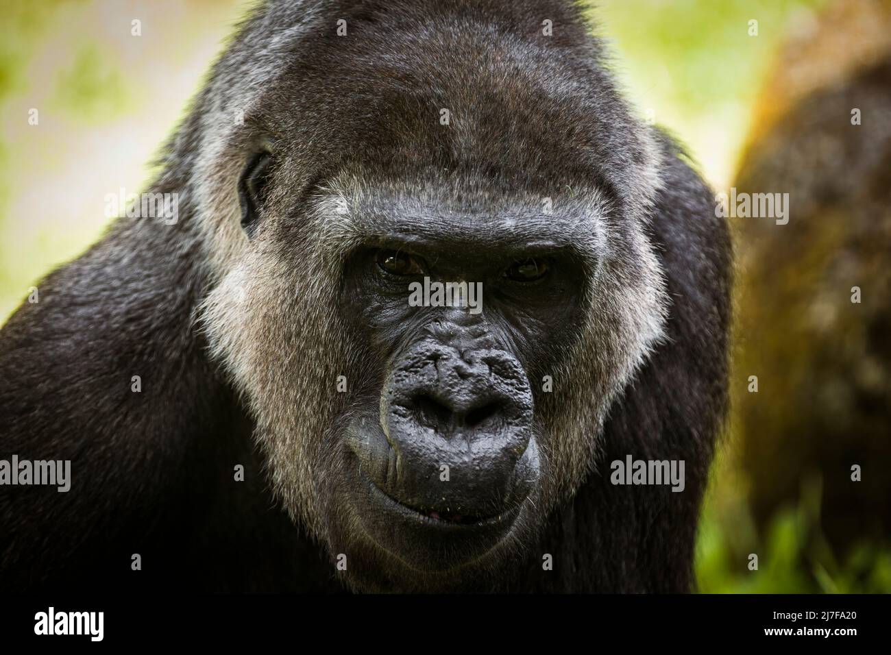 Close-up of the face of an adult male gorilla with out-of-focus ...