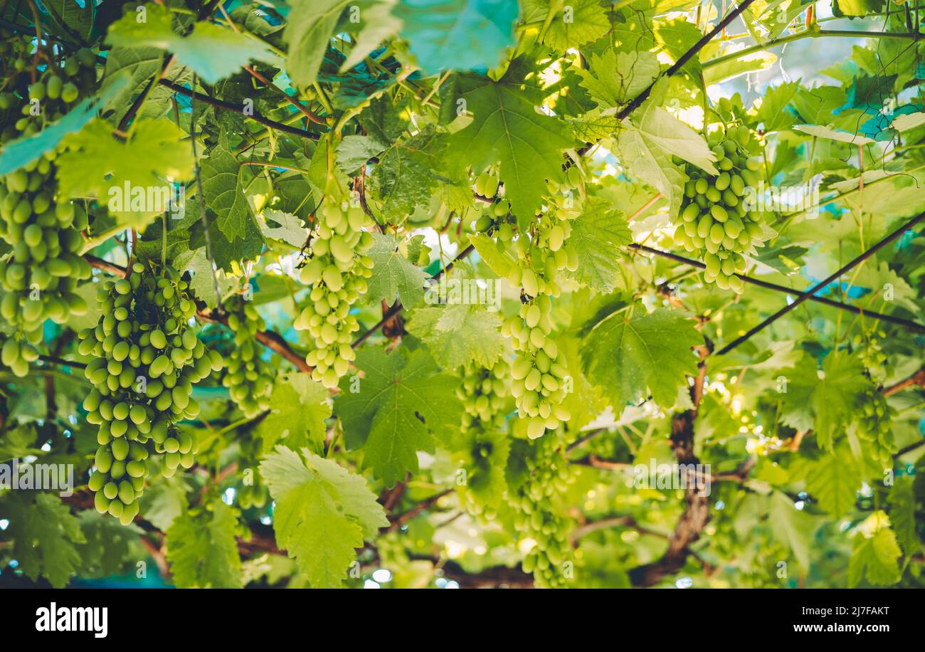 Tasty Ripe Grape Stock Photo - Alamy