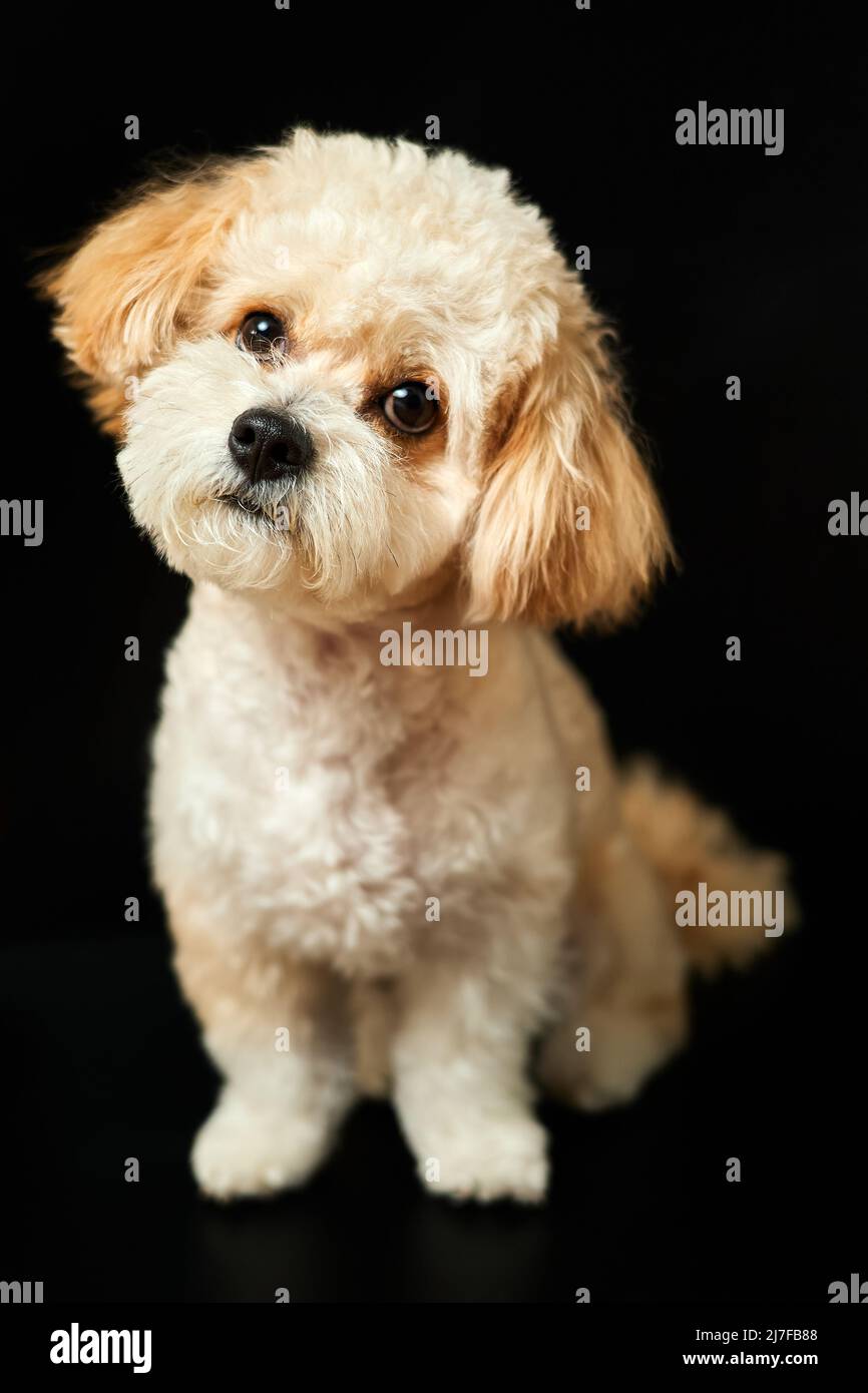 A portrait of beige Maltipoo puppy on a black background. Adorable ...