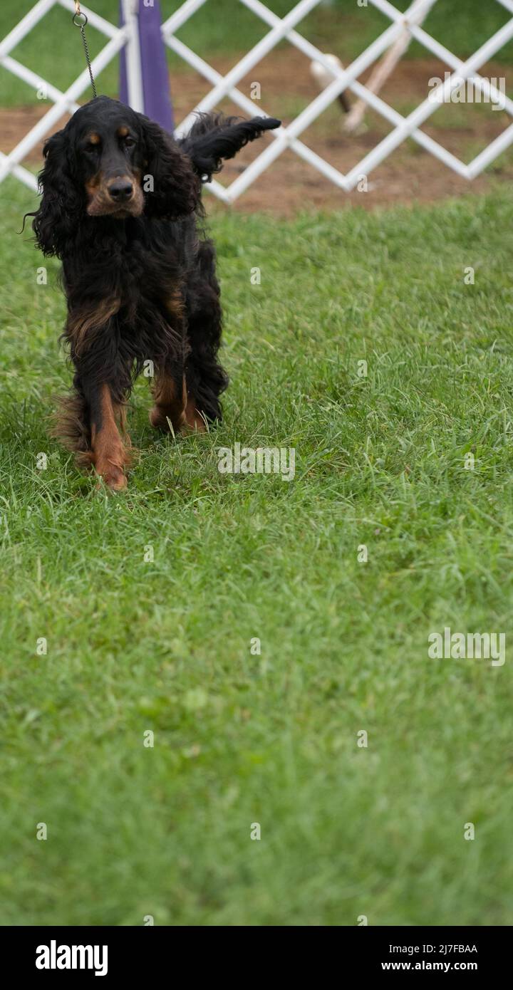 Gordon setter hi-res stock photography and images - Alamy