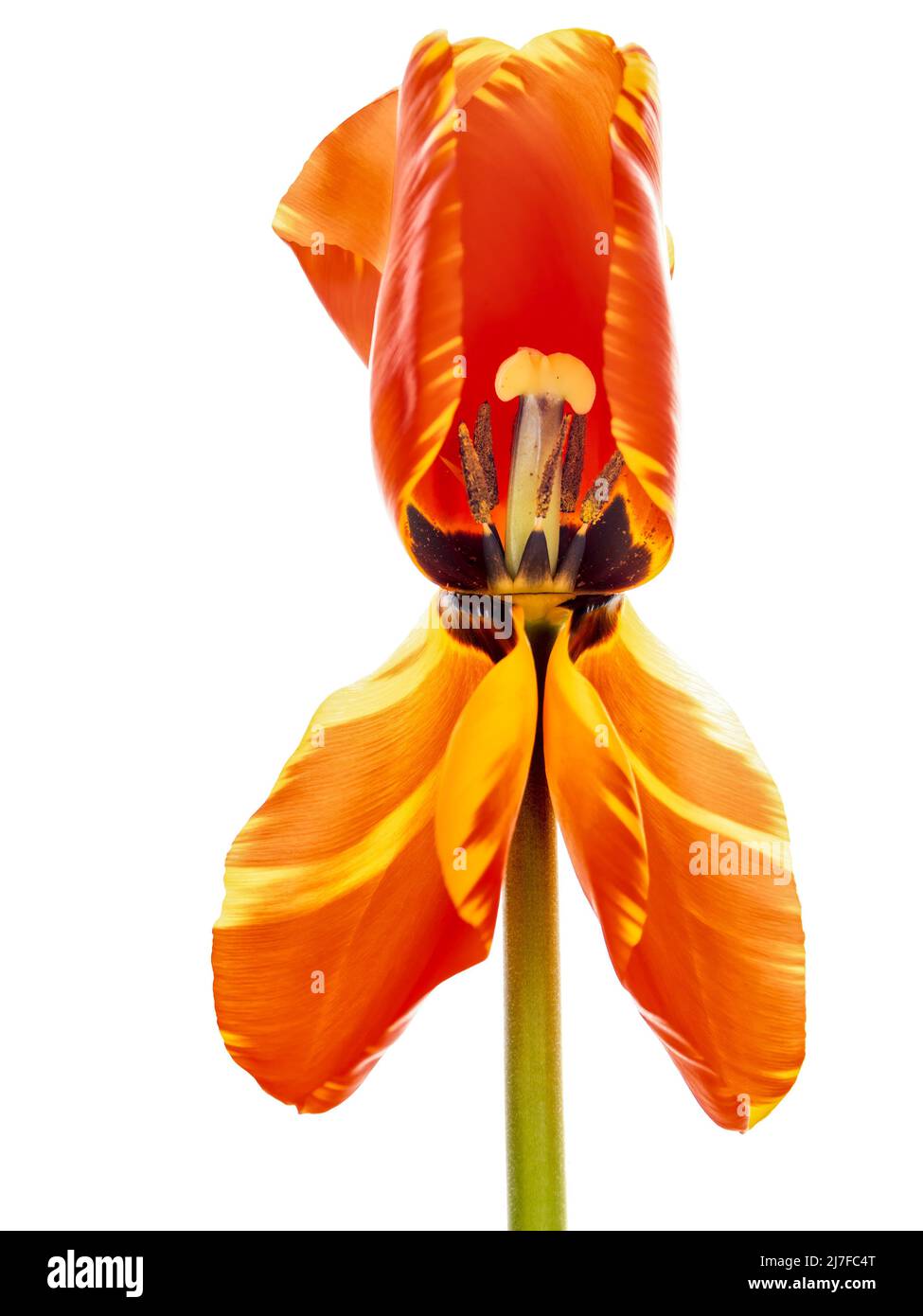 View inside a red and yellow spring tulip flower head. Isolated on ...