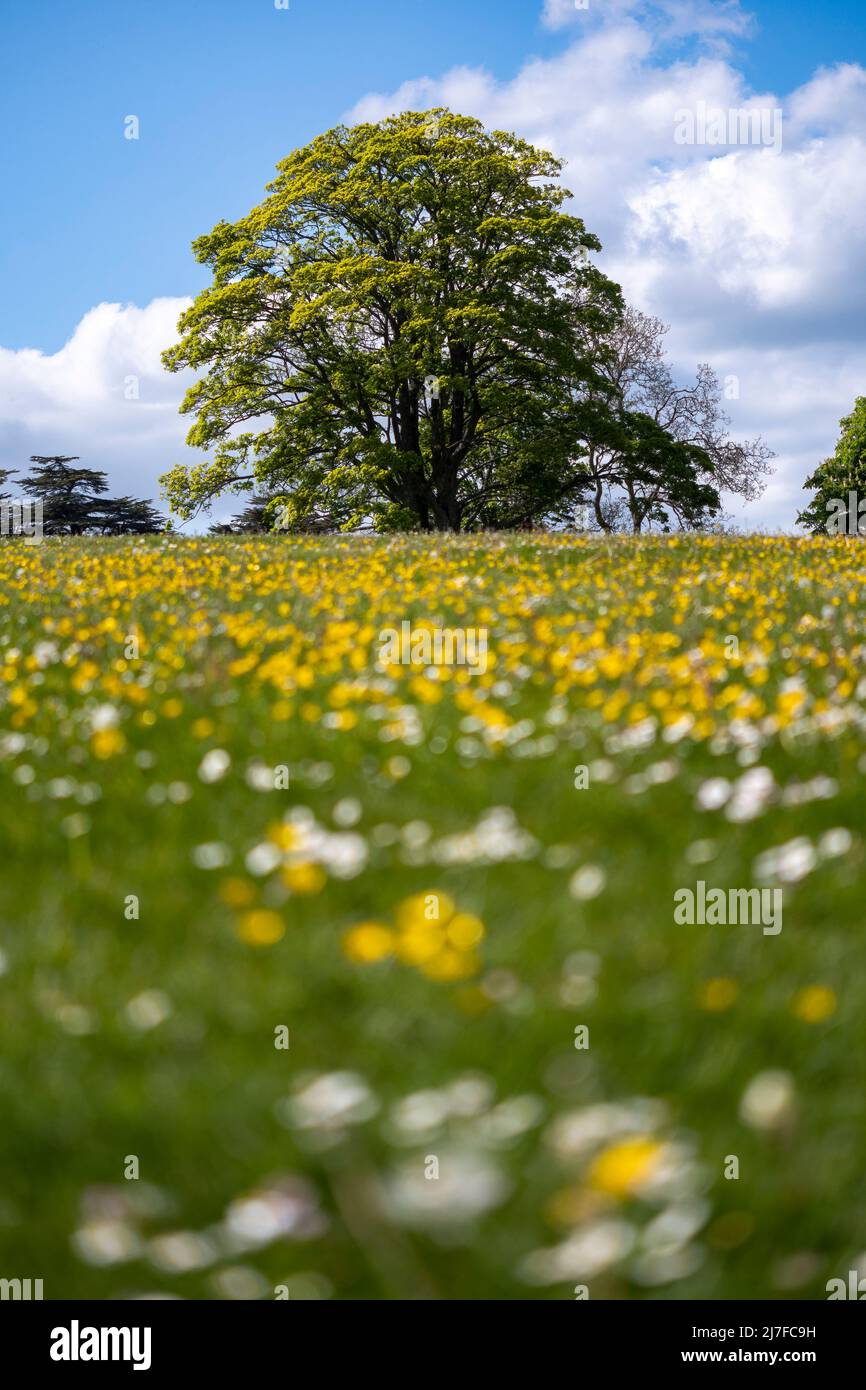 Green scene hi-res stock photography and images - Alamy