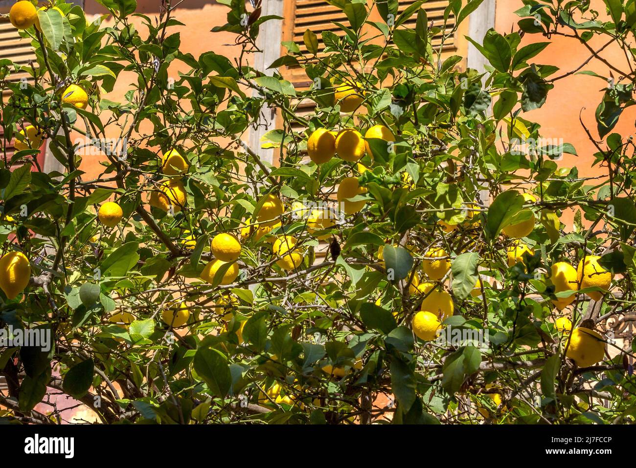 Tree with fresh yellow ripe lemons and green leaves in Greece Stock ...