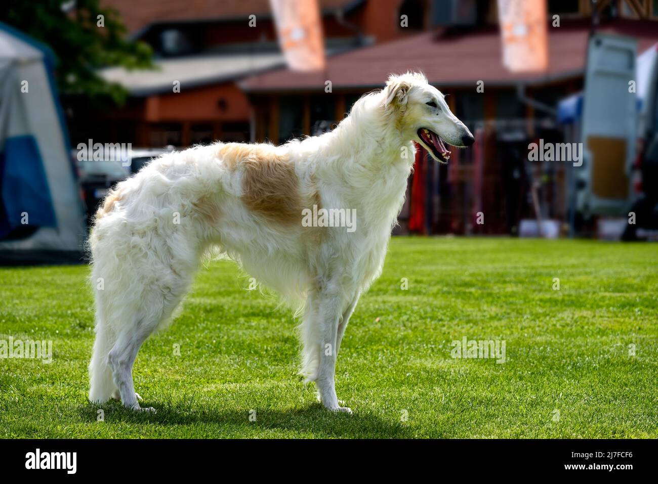White Russian Wolfhound Dog, Borzoi, Russian Hunting dog at the dog ...