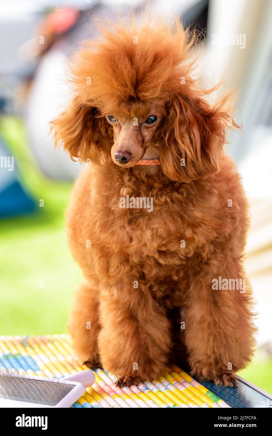 Beautiful Miniature Poodle puppy posing outside in the snow Stock Photo ...