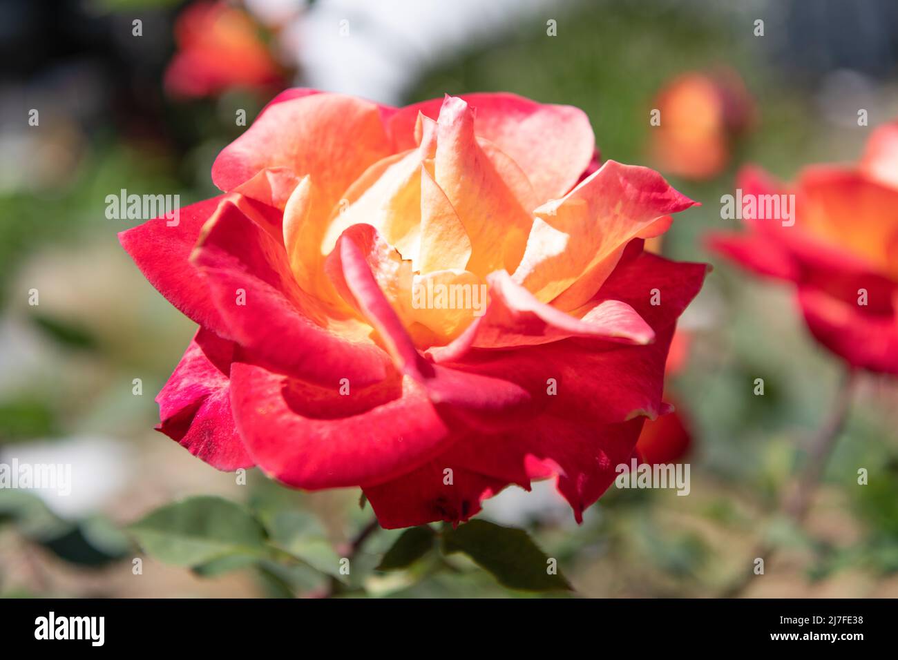 bright color rose flower blooming in summer Stock Photo - Alamy