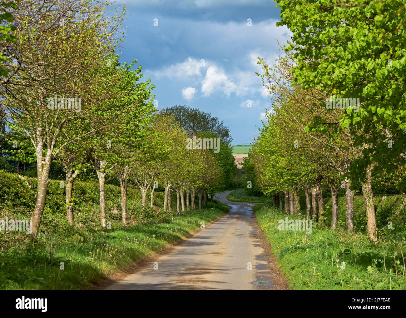 Tree-lined road near Hotham, East Yorkshire, England UK Stock Photo - Alamy