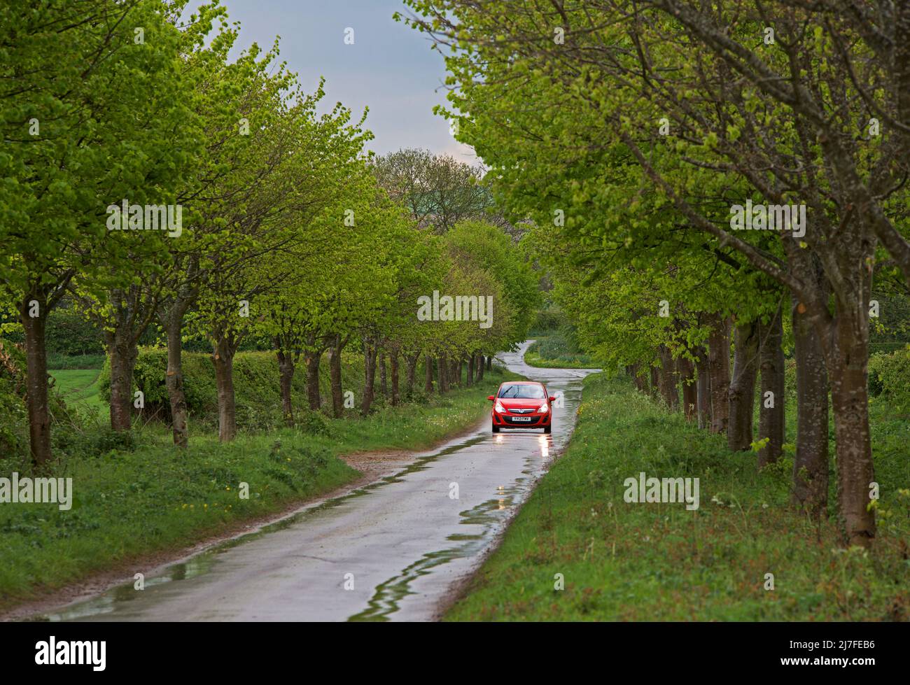 Car near tree hi-res stock photography and images - Alamy