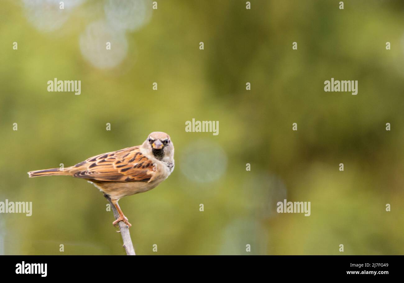 House sparrow passer domesticus on a branch hi-res stock photography ...