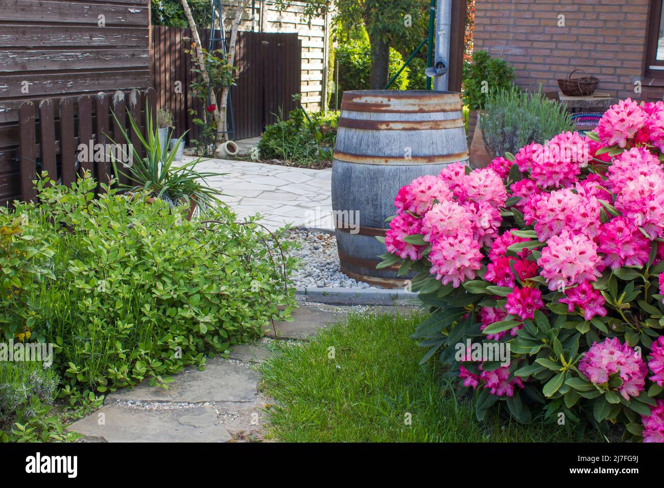 rustic garden - blooming pink rhododendron flowers Stock Photo - Alamy